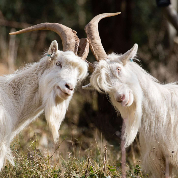 Two Old Goats Fantasy Football | Listen to Podcasts On Demand Free | TuneIn