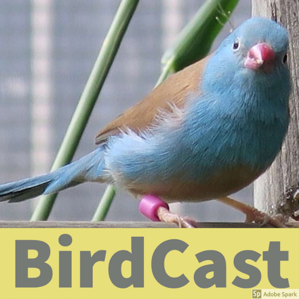 BirdCast | Listen to Podcasts On Demand Free | TuneIn