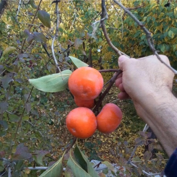 The Sound of Barbod | Free Internet Radio | TuneIn