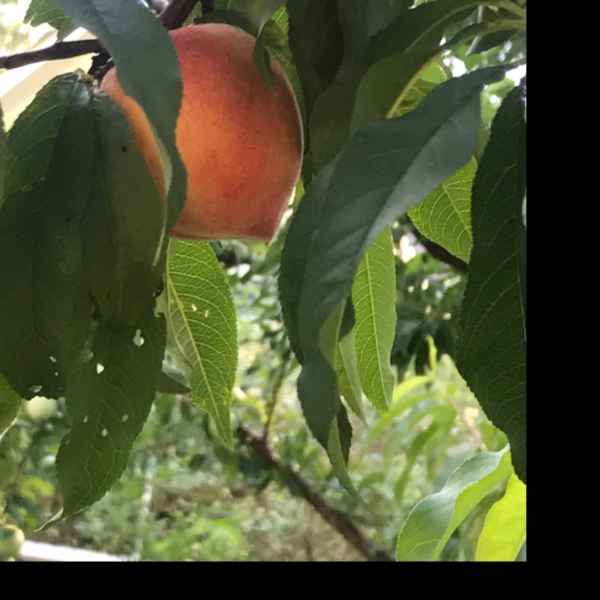 “care to comment?” | Listen to Podcasts On Demand Free | TuneIn