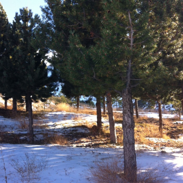 Fabula el aguila y los gallos | Listen to Podcasts On Demand Free | TuneIn