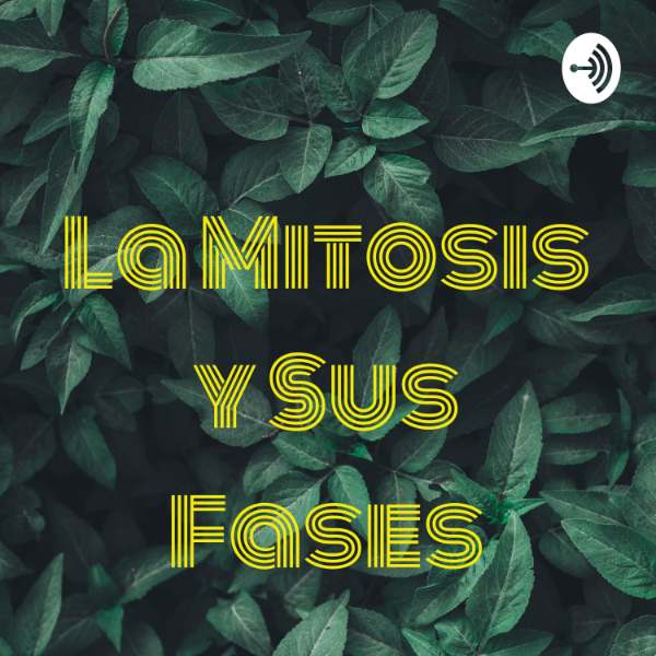 La Mitosis Y Sus Fases Listen To Podcasts On Demand Free Tunein
