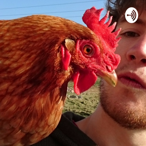 Talking Hens | Listen to Podcasts On Demand Free | TuneIn