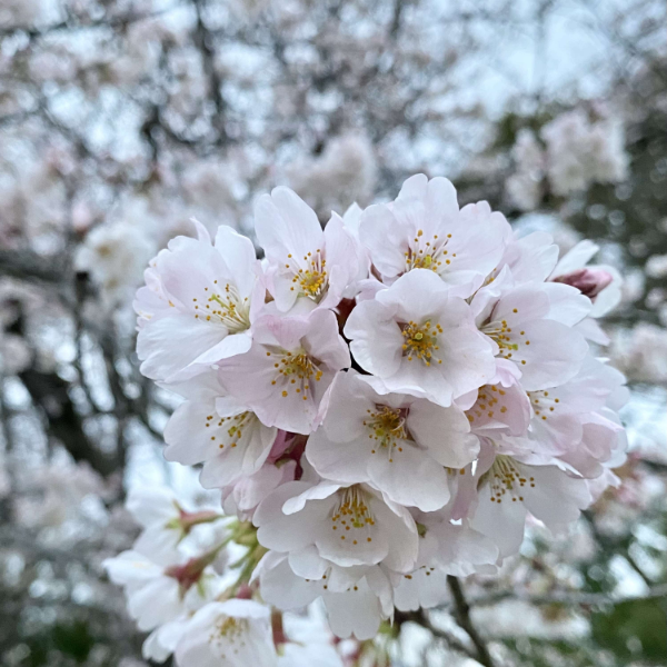 Shonan Cherry | Free Internet Radio | TuneIn