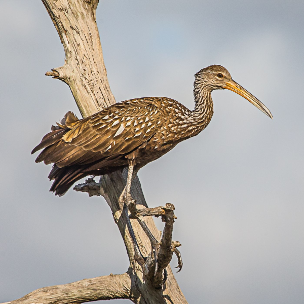 El Mensaje de los Muertos y el Carau | Listen to Podcasts On Demand ...