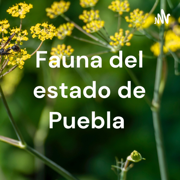 Fauna Del Estado De Puebla Listen To Podcasts On Demand Free Tunein