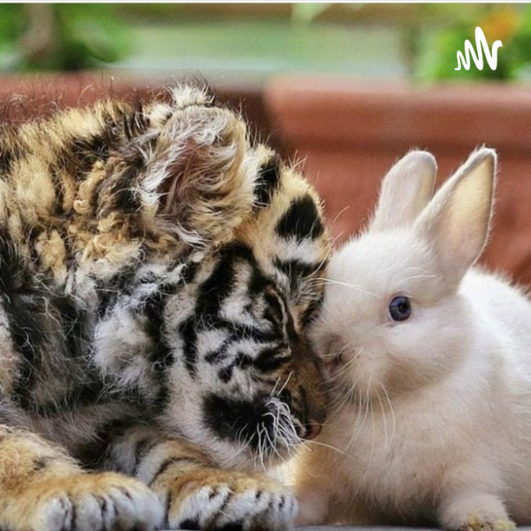 El Tigre Y El Conejo | Listen to Podcasts On Demand Free | TuneIn