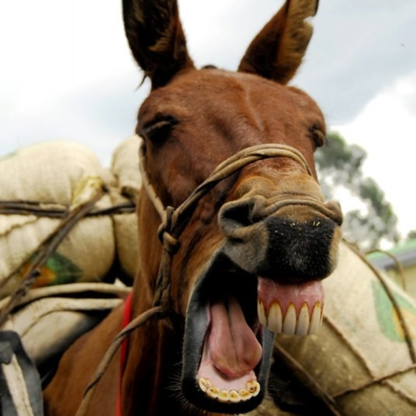 LA MULA DEL MARISCAL | Listen to Podcasts On Demand Free | TuneIn