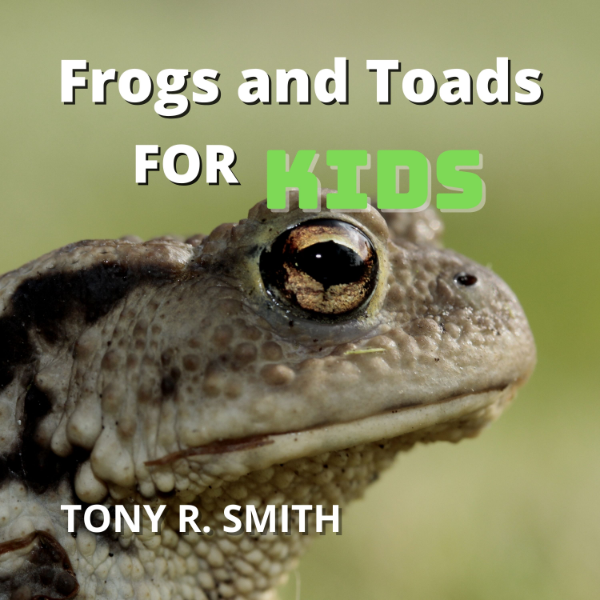 Frogs and Toads for Kids | Free Internet Radio | TuneIn