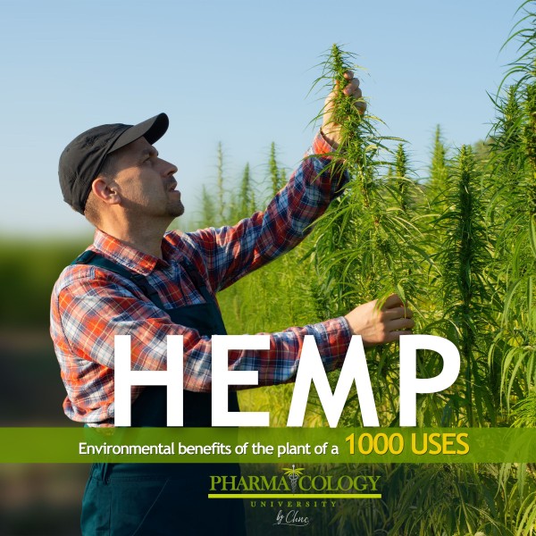 HEMP: Environmental benefits of the plant of a thousand uses | Listen ...