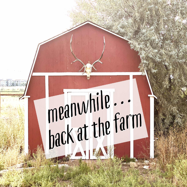 Meanwhile . . . Back at the Farm | Listen to Podcasts On Demand Free ...