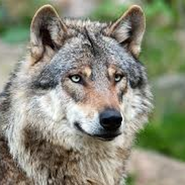 Wolfi | Free Internet Radio | TuneIn